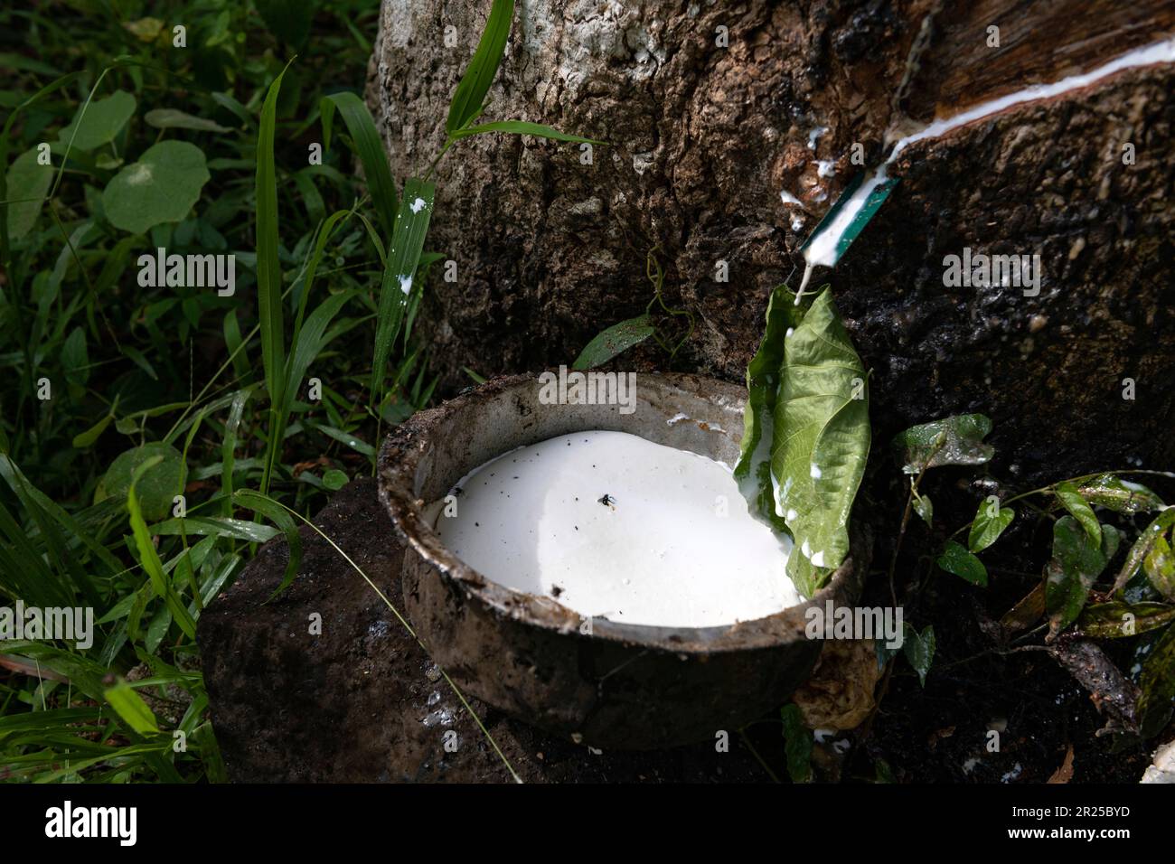 Sri Lanka, Southern Province, Sud, Süd, South, caoutchouc, Gummi ...