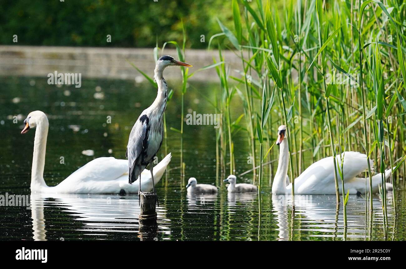 A heron perched on a post as swans and their cygnets emerge from reeds ...