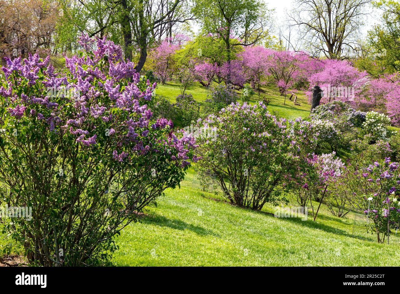 The Lilac Dell in full bloom. Royal Botanical Gardens Arboretum ...