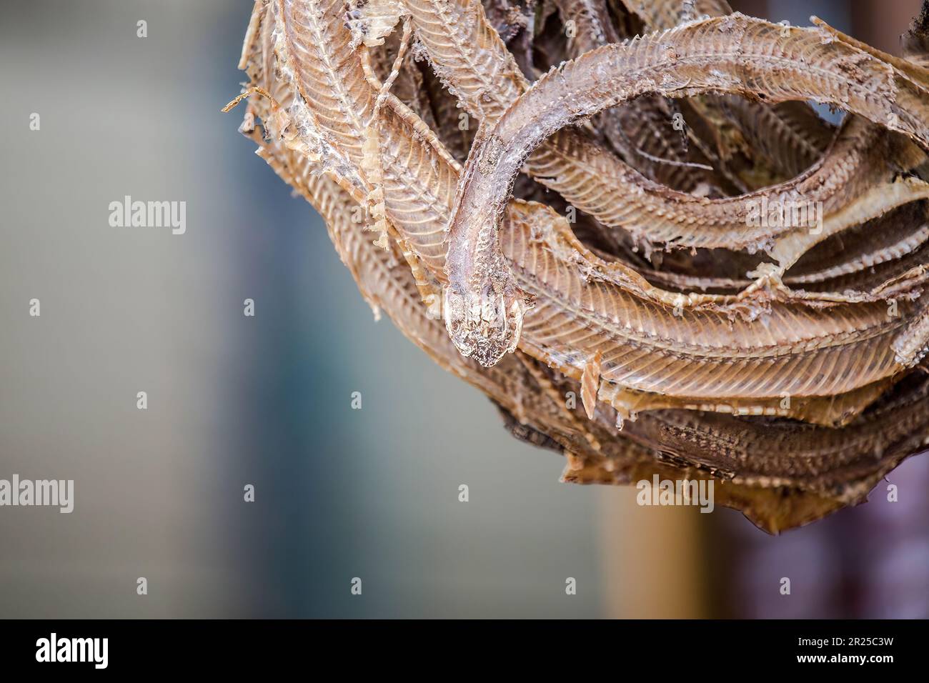 A bit of dried snake anyone Stock Photo - Alamy