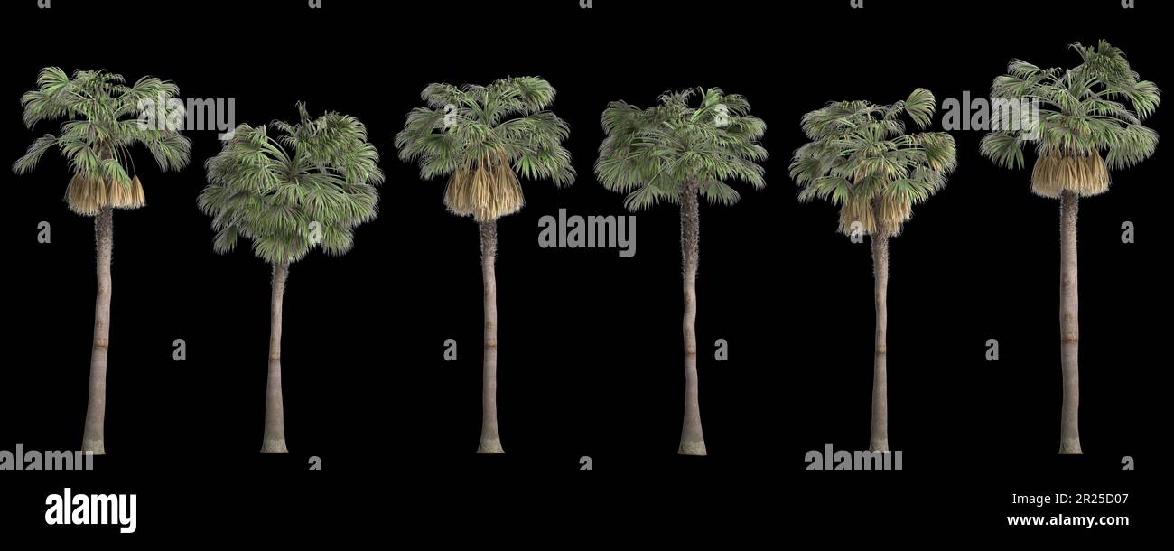 3d illustration of set sabal palm tree isolated on black background ...