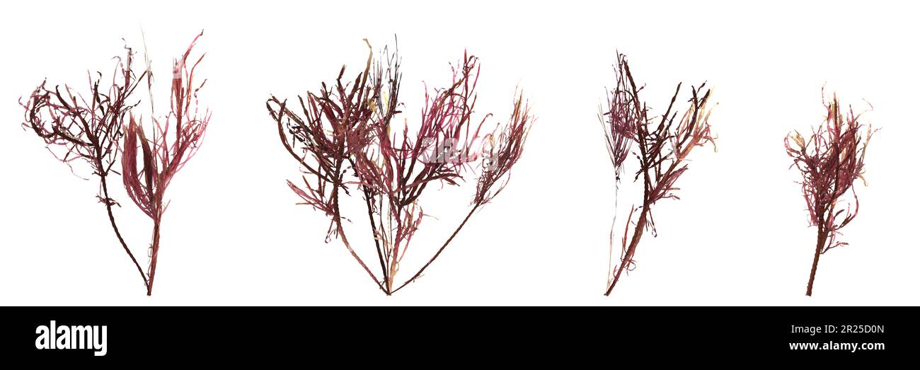 3d illustration of set red alga gracilaria isolated on white background ...