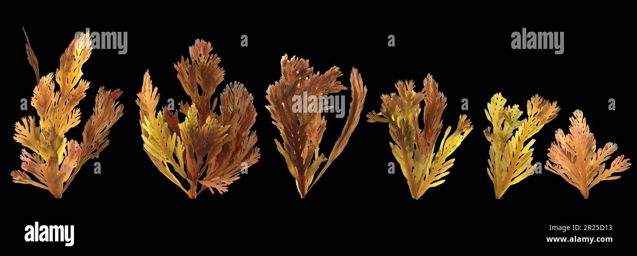 3d illustration of set greater hornwrack isolated on black background ...