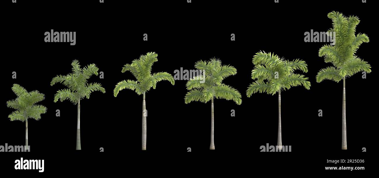 3d illustration of set foxtail palm tree isolated on black background ...
