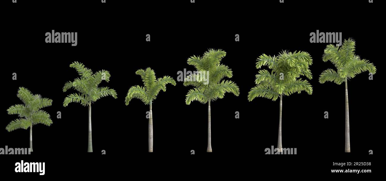 3d illustration of set foxtail palm tree isolated on black background ...