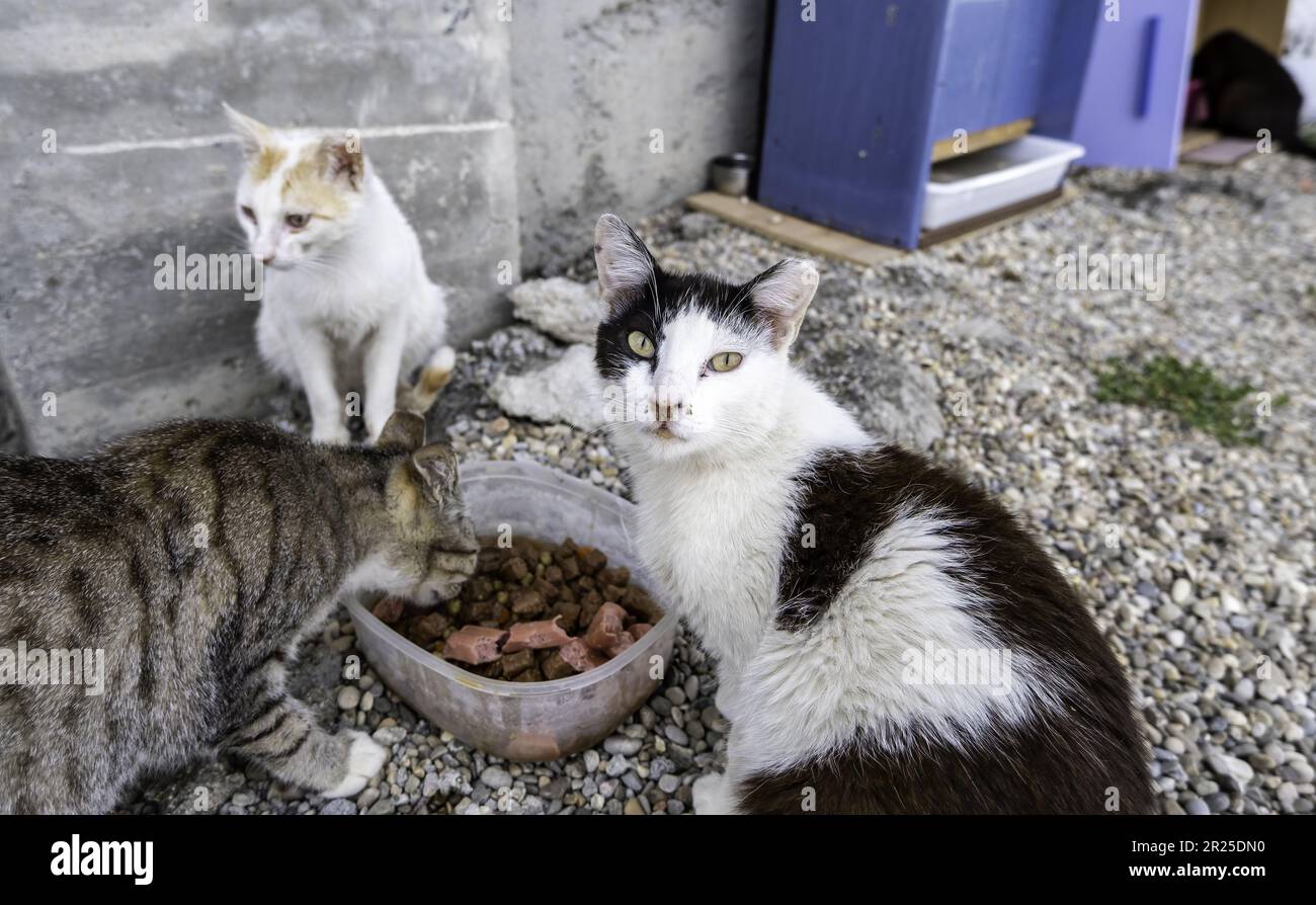Detail of domestic animals abandoned in the street, animal abuse Stock ...