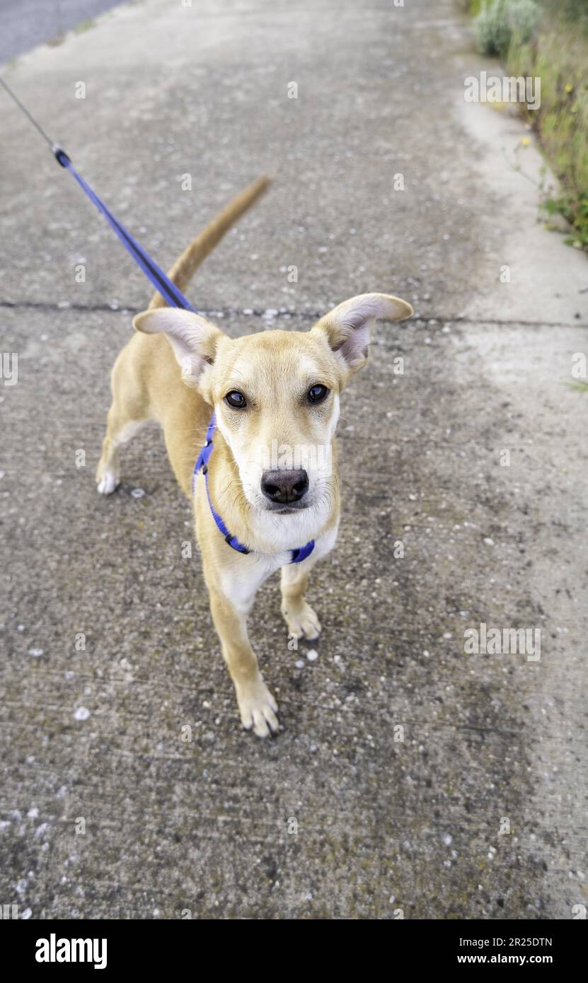 Detail of domestic dog enjoying nature, game and freedom, pet Stock ...