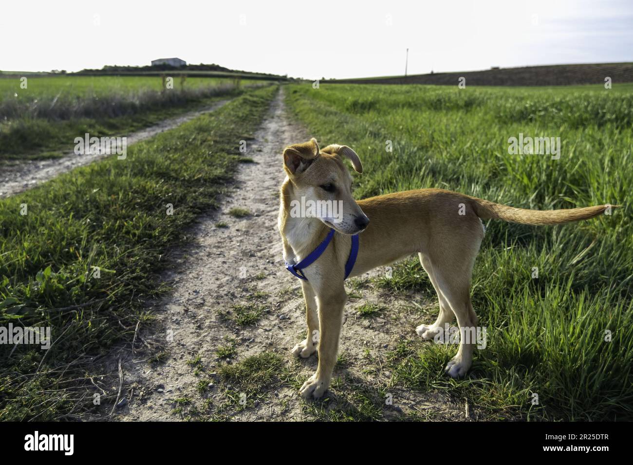 Detail of domestic dog enjoying nature, game and freedom, pet Stock ...