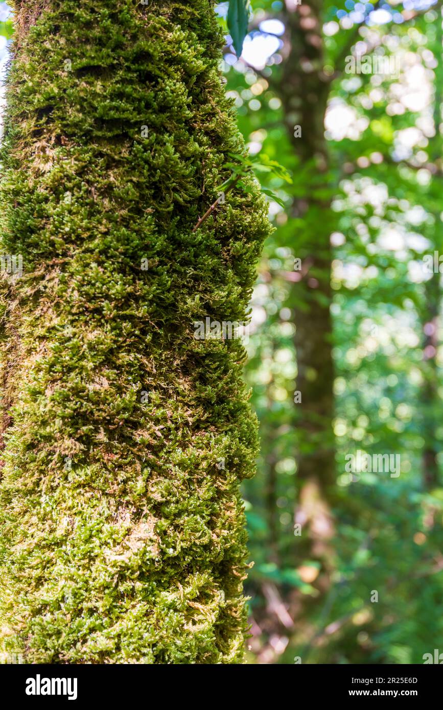 View of a moss-covered tree trunk Stock Photo - Alamy