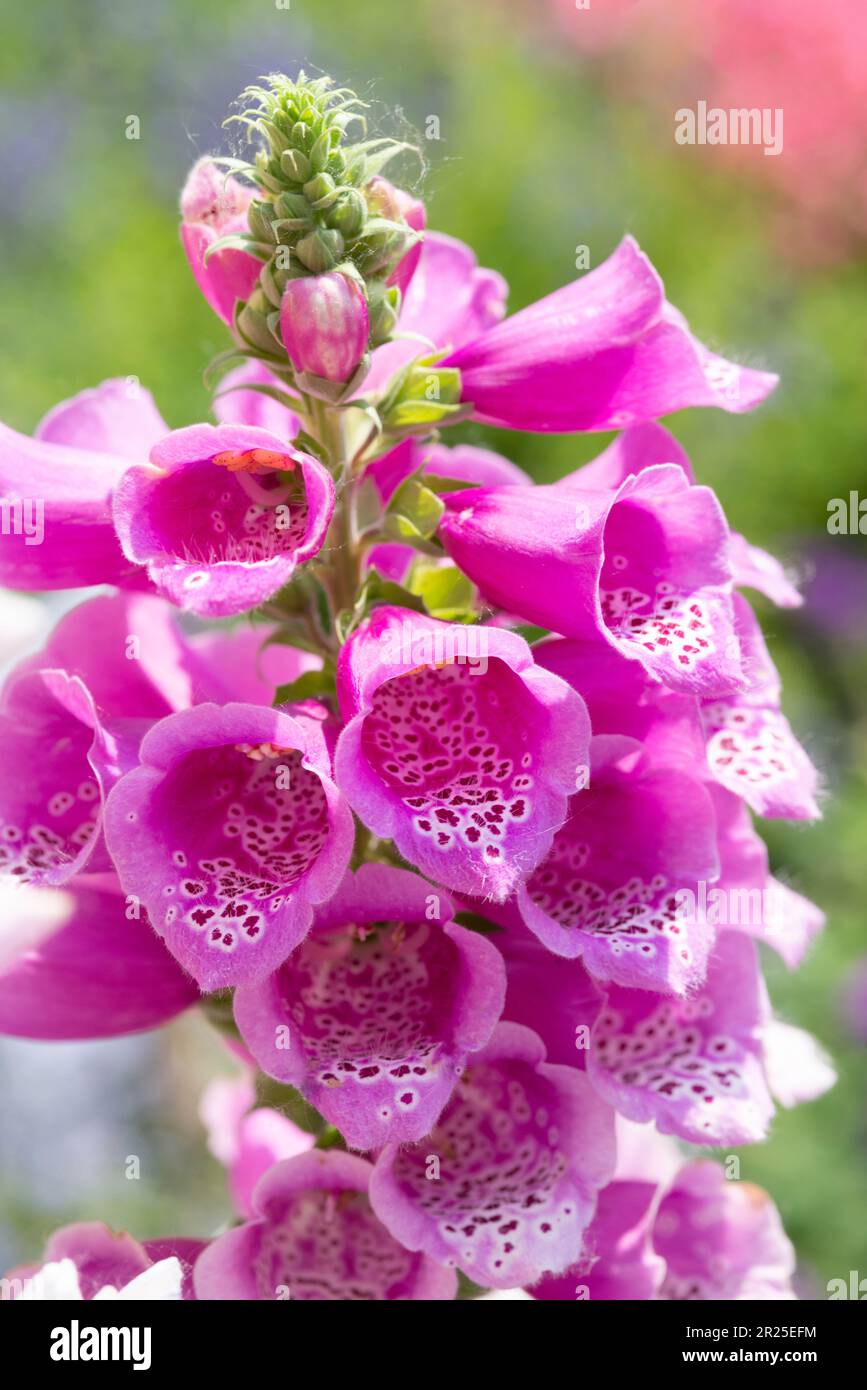Flower Foxglove Digitalis Purpurea Foxy Stock Photo - Alamy