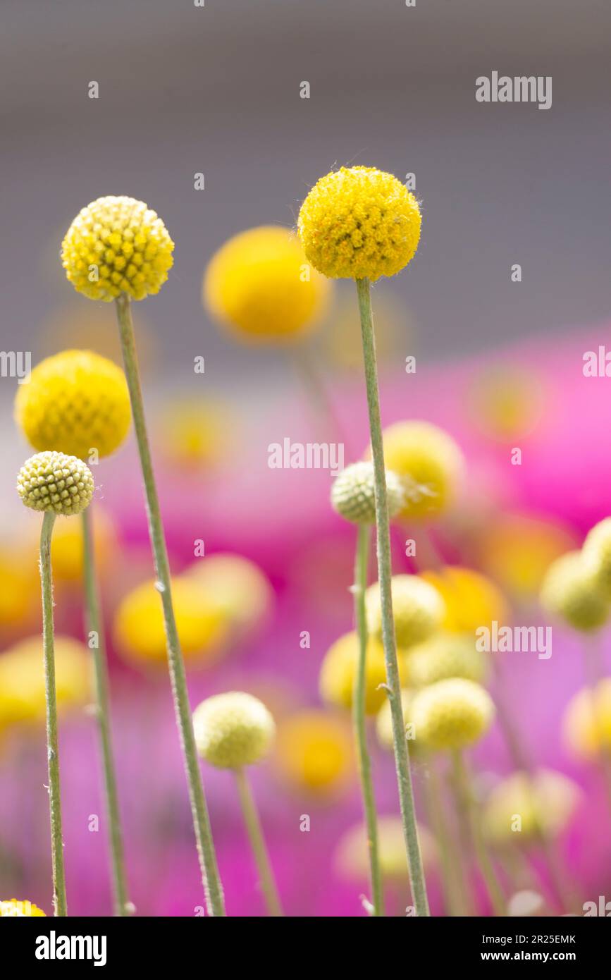 Billy Buttons Flowers, Craspedia Globosa Stock Photo - Alamy