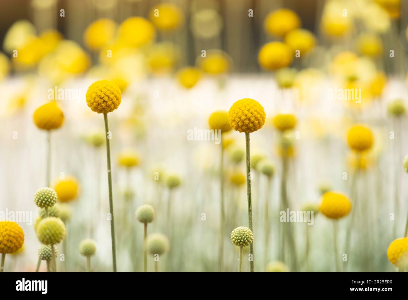 Billy Buttons Flowers, Craspedia Globosa Stock Photo - Alamy