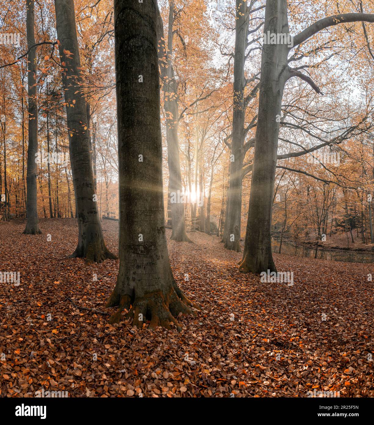 Netherlands landscape forest hi-res stock photography and images - Alamy