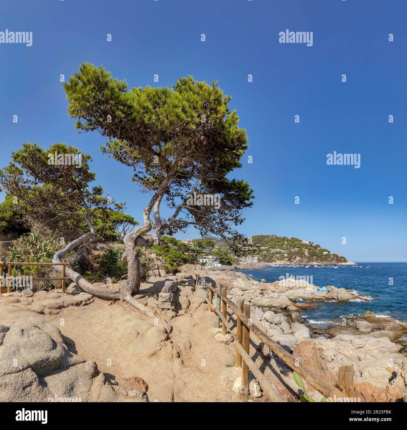 Lonesome pine tree, Camì de Ronda de Calella a Llafranc *** Local ...