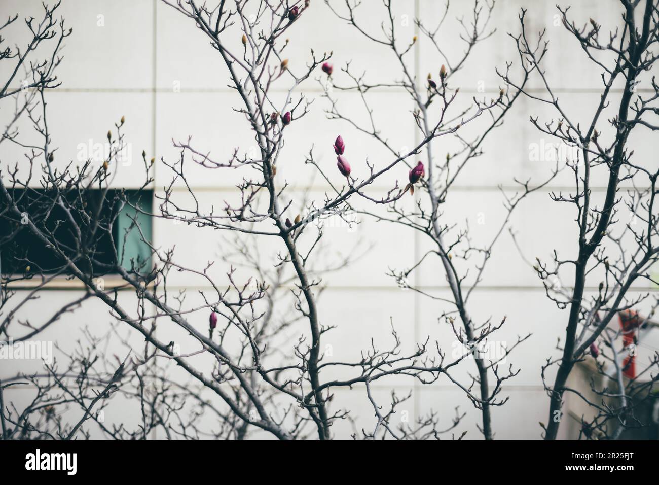 Lisbon; selective focus on one of the buds; tree with pink buds ...