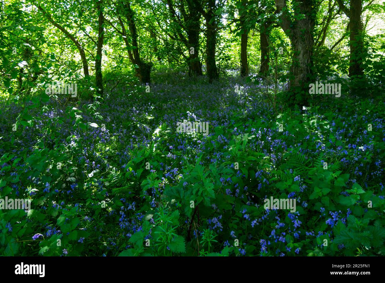 Bluebells growing in wood in Penrhos Country Park Holyhead Isle of ...