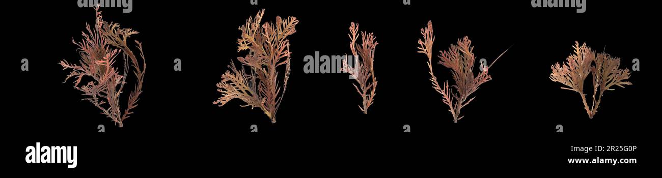 3d illustration of set callophyllis seaweed isolated on black ...