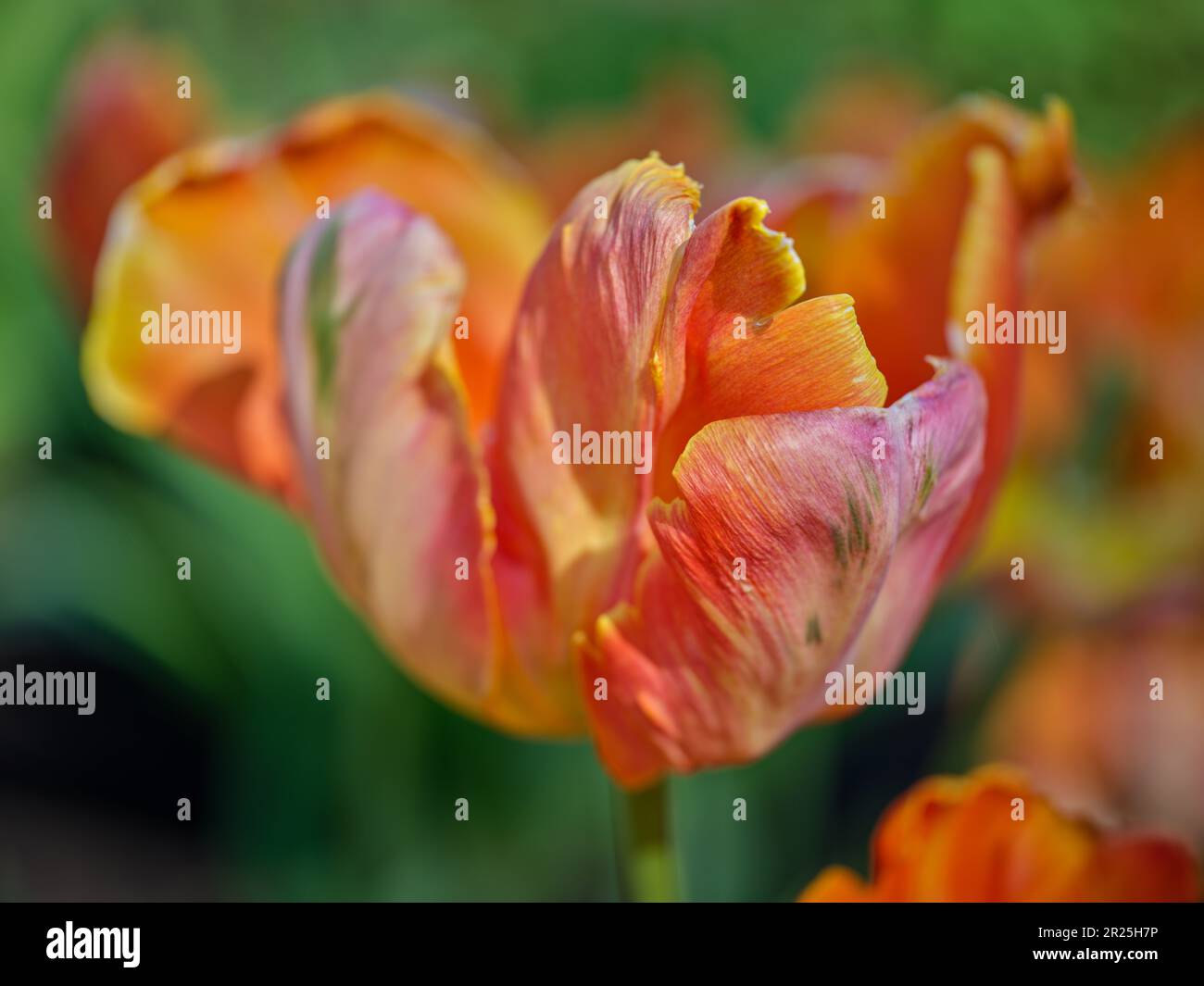 Perishing hi-res stock photography and images - Alamy