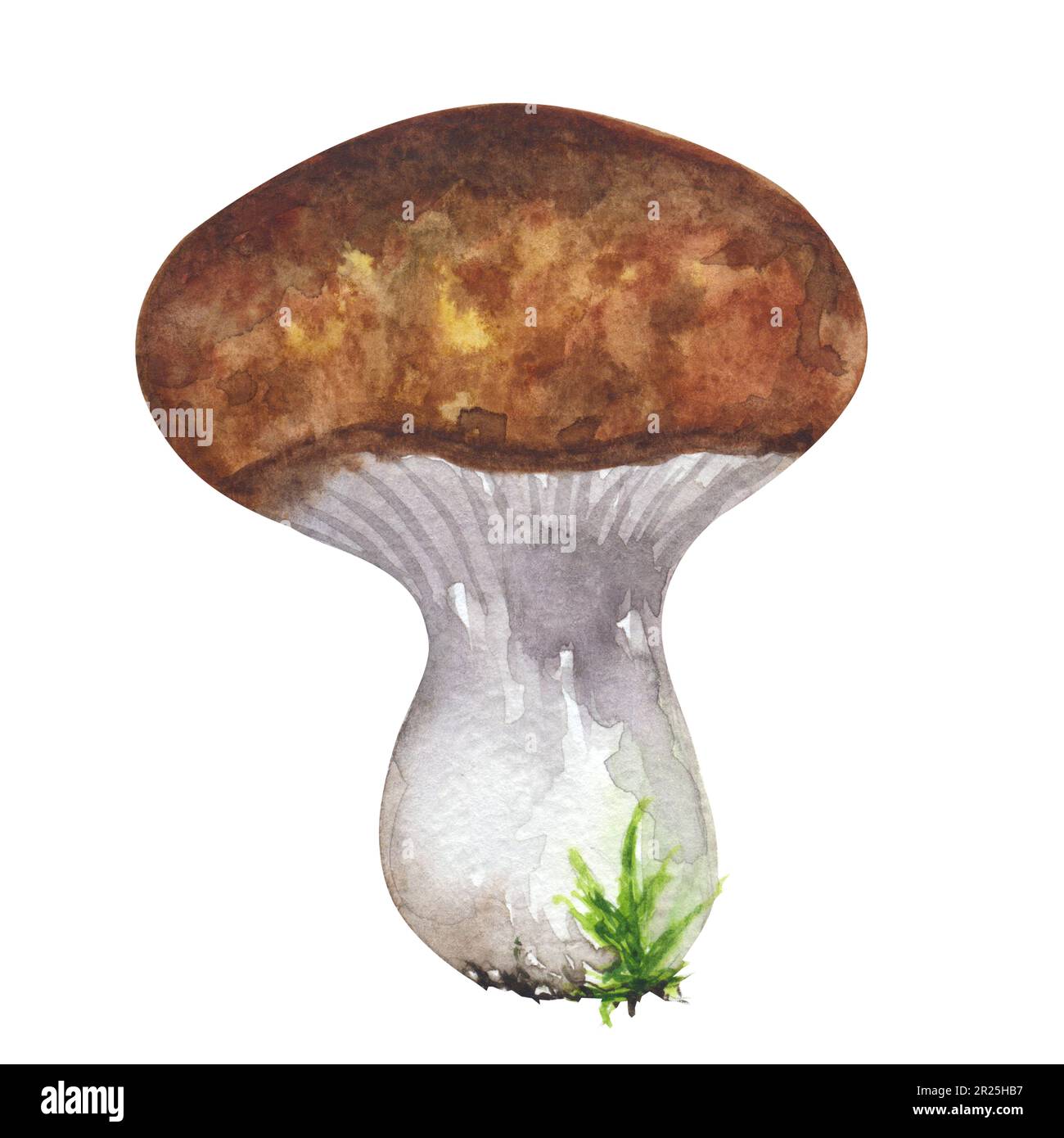 Edible forest mushroom. Botanical drawing. Hand-drawn watercolor ...