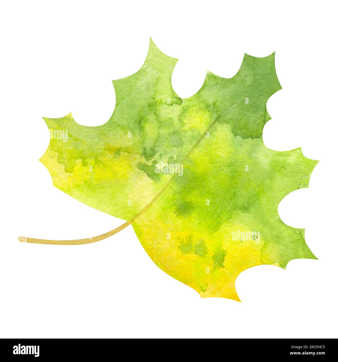 Yellow green maple leaf. Botanical drawing. Hand-drawn watercolor ...