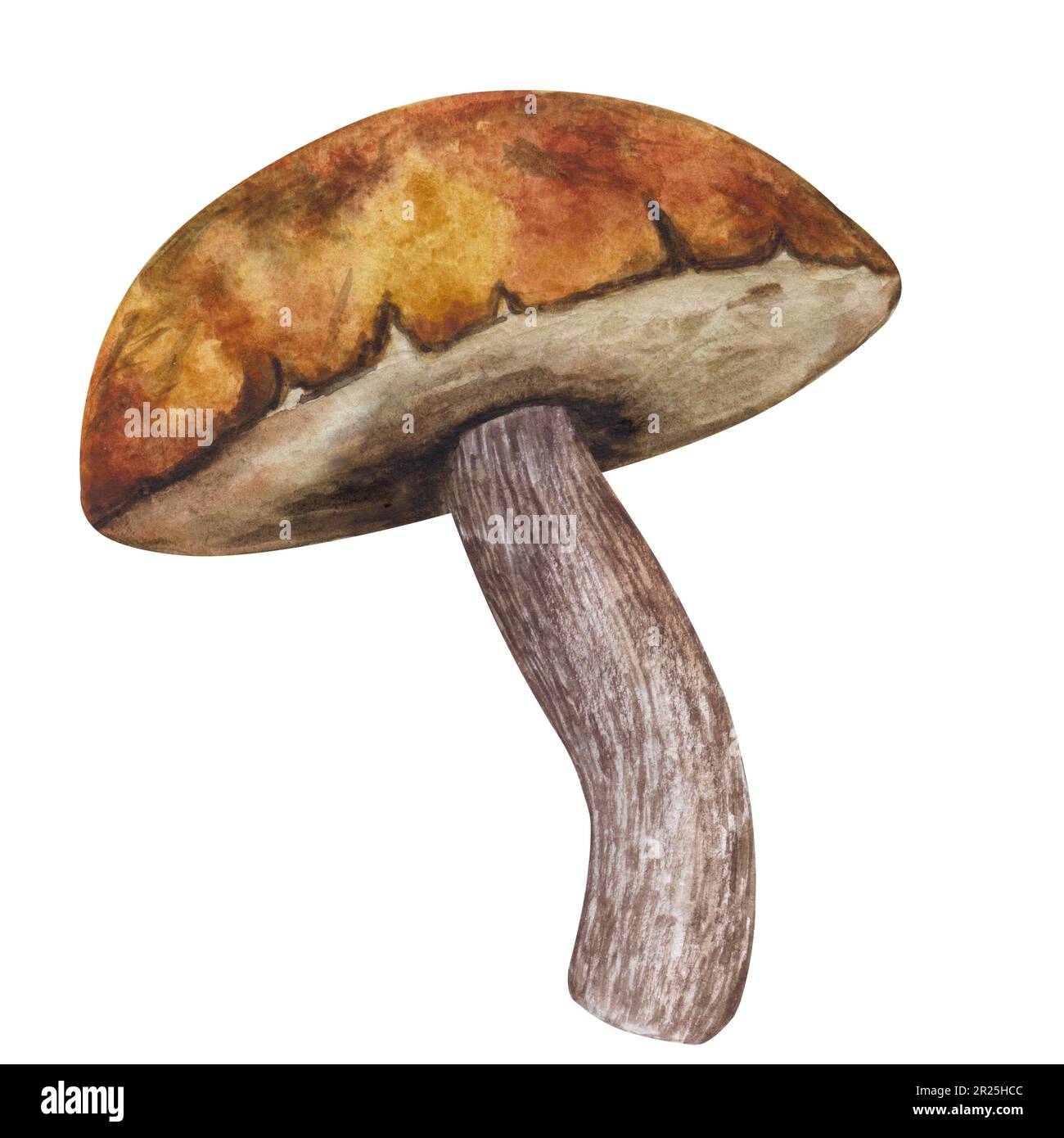 Boletus edible forest mushroom. Botanical drawing. Hand-drawn ...