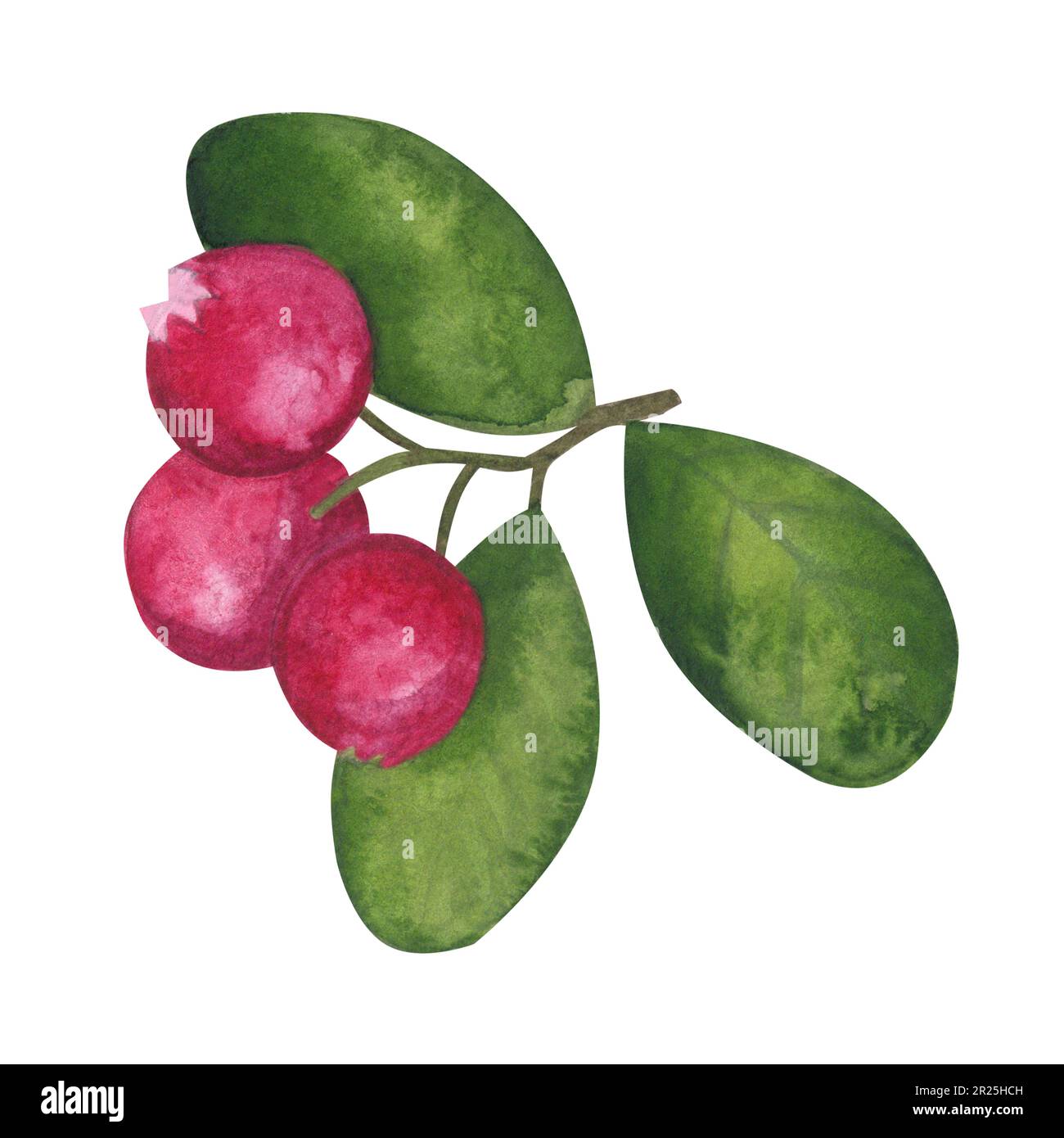Cranberry with green leaves, red ripe berries. Botanical drawing. Hand ...