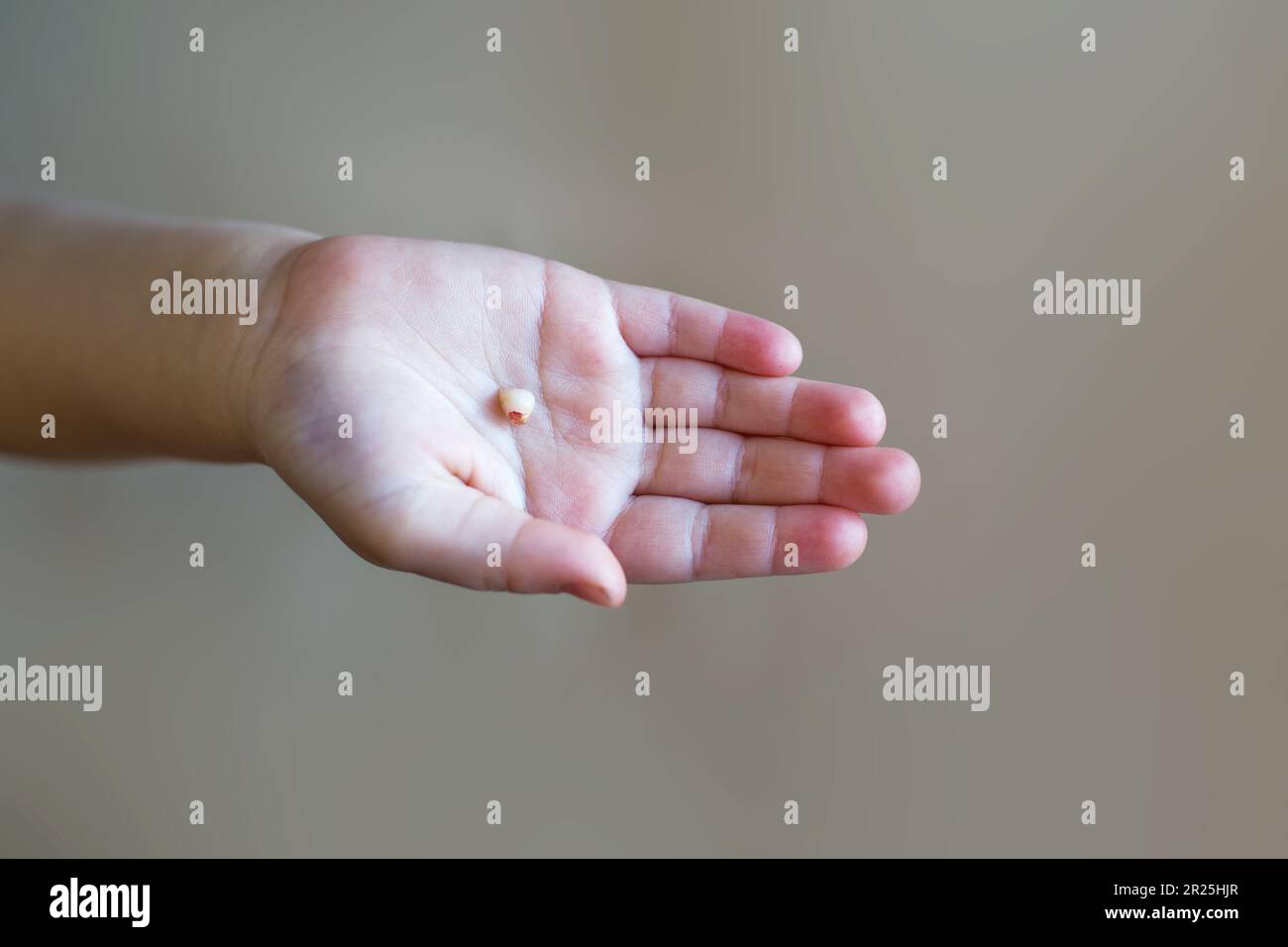 Little girl's hand holding and showing her fallen milk front tooth ...