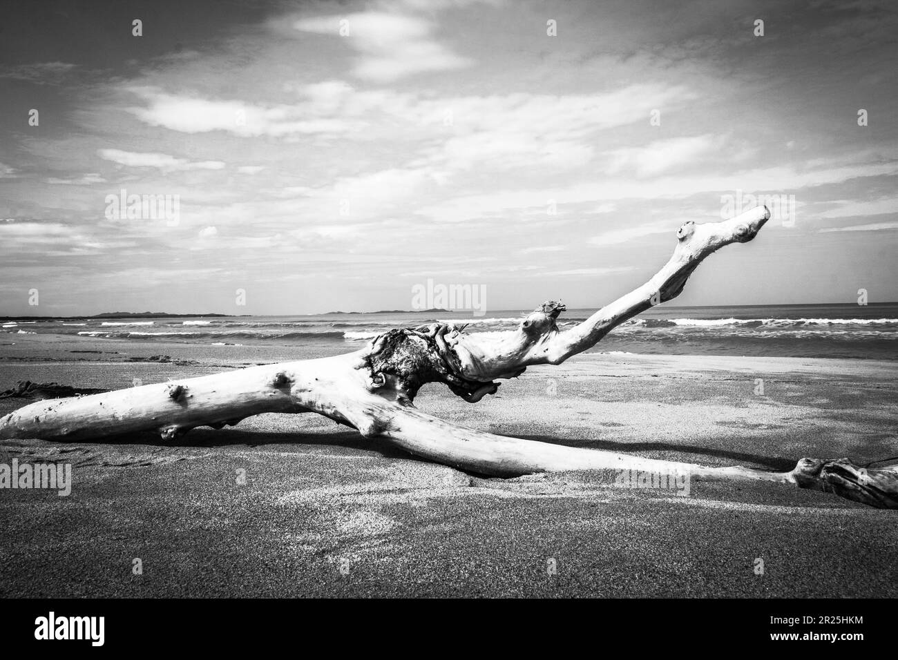 beach with tree branch in black and white Stock Photo - Alamy