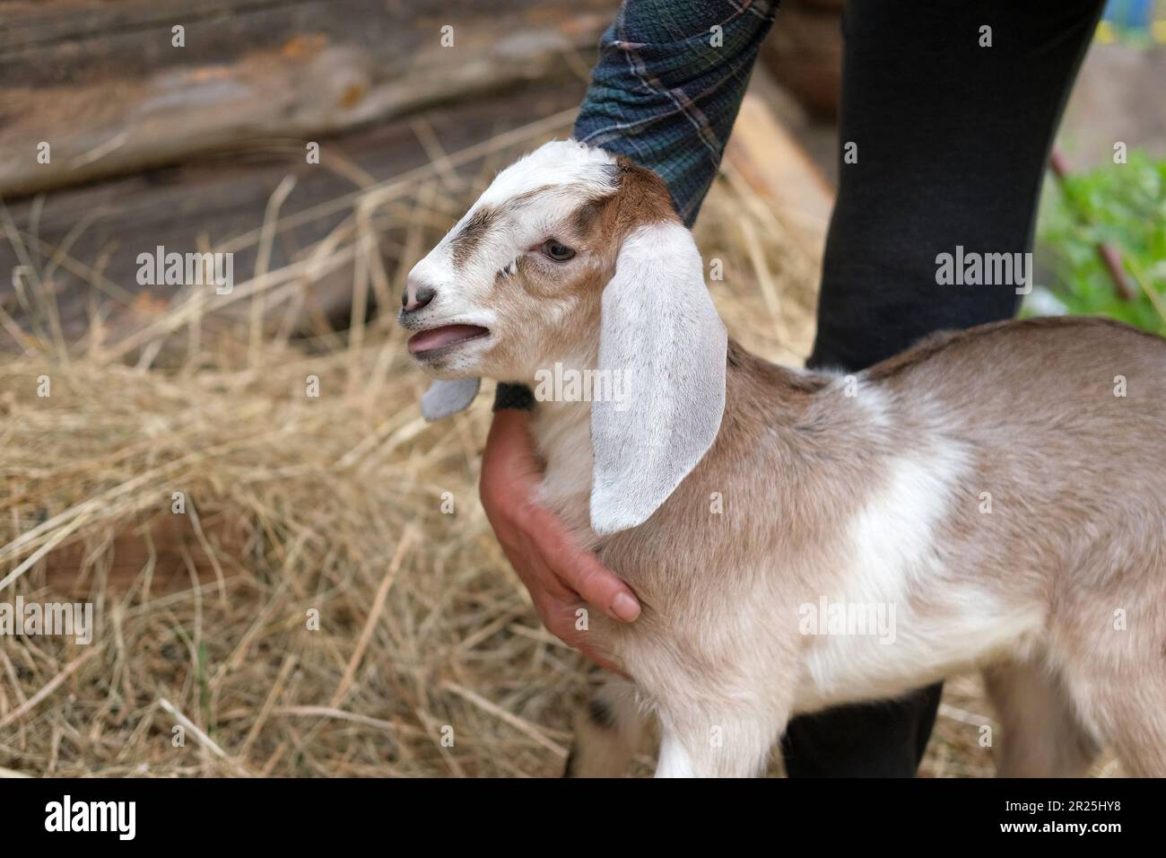 The Anglo-Nubian is a British breed of domestic goat. Little Nubian ...