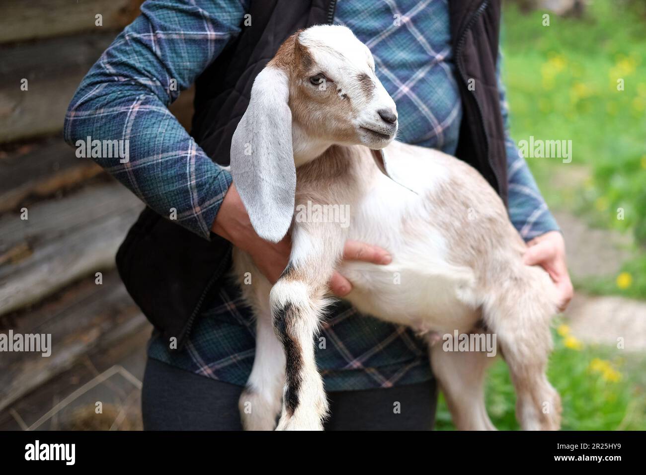 The Anglo-Nubian is a British breed of domestic goat. Little Nubian Long-eared baby goat Kid is ...