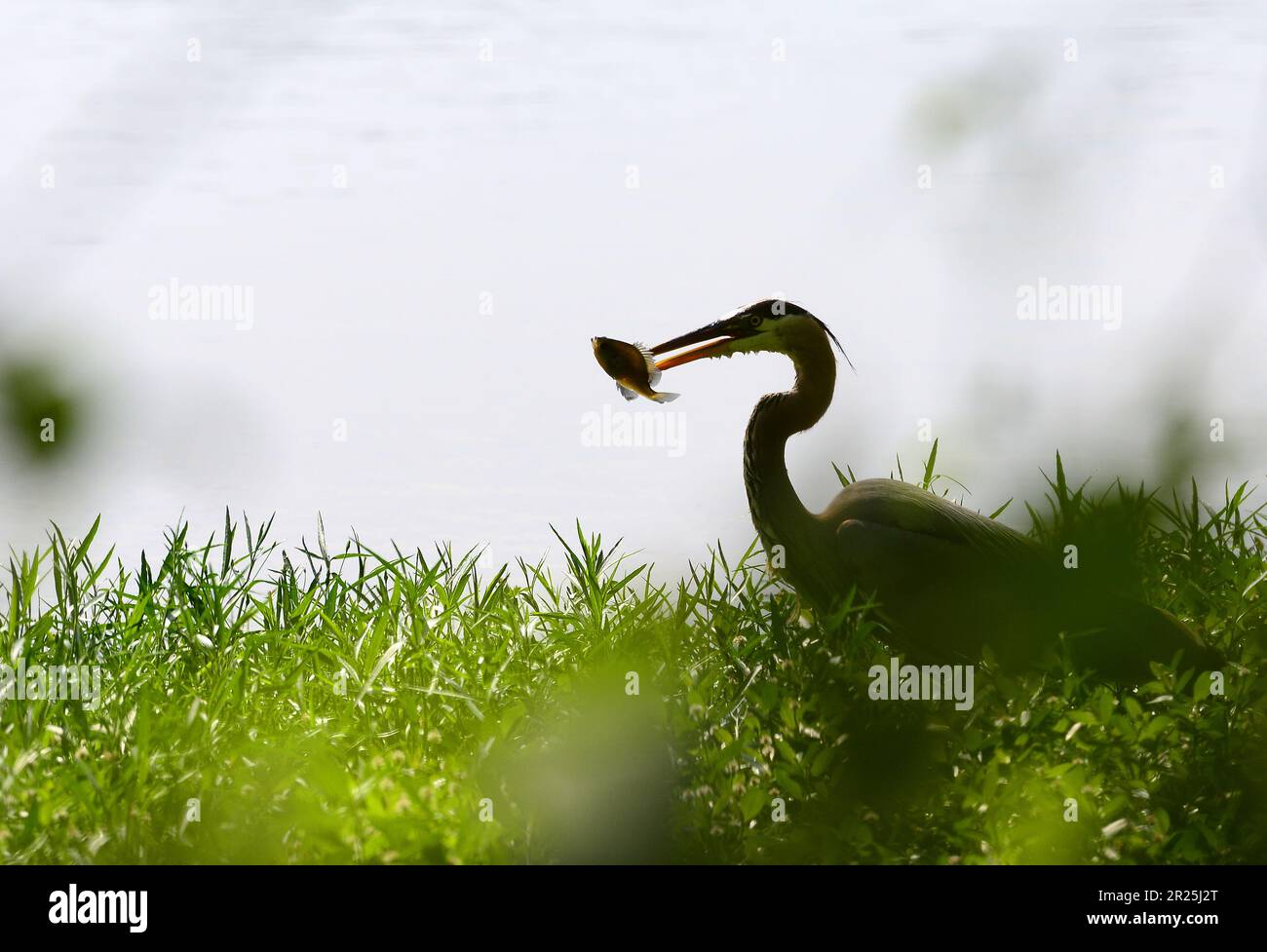 Fish hunting bird hi-res stock photography and images - Alamy