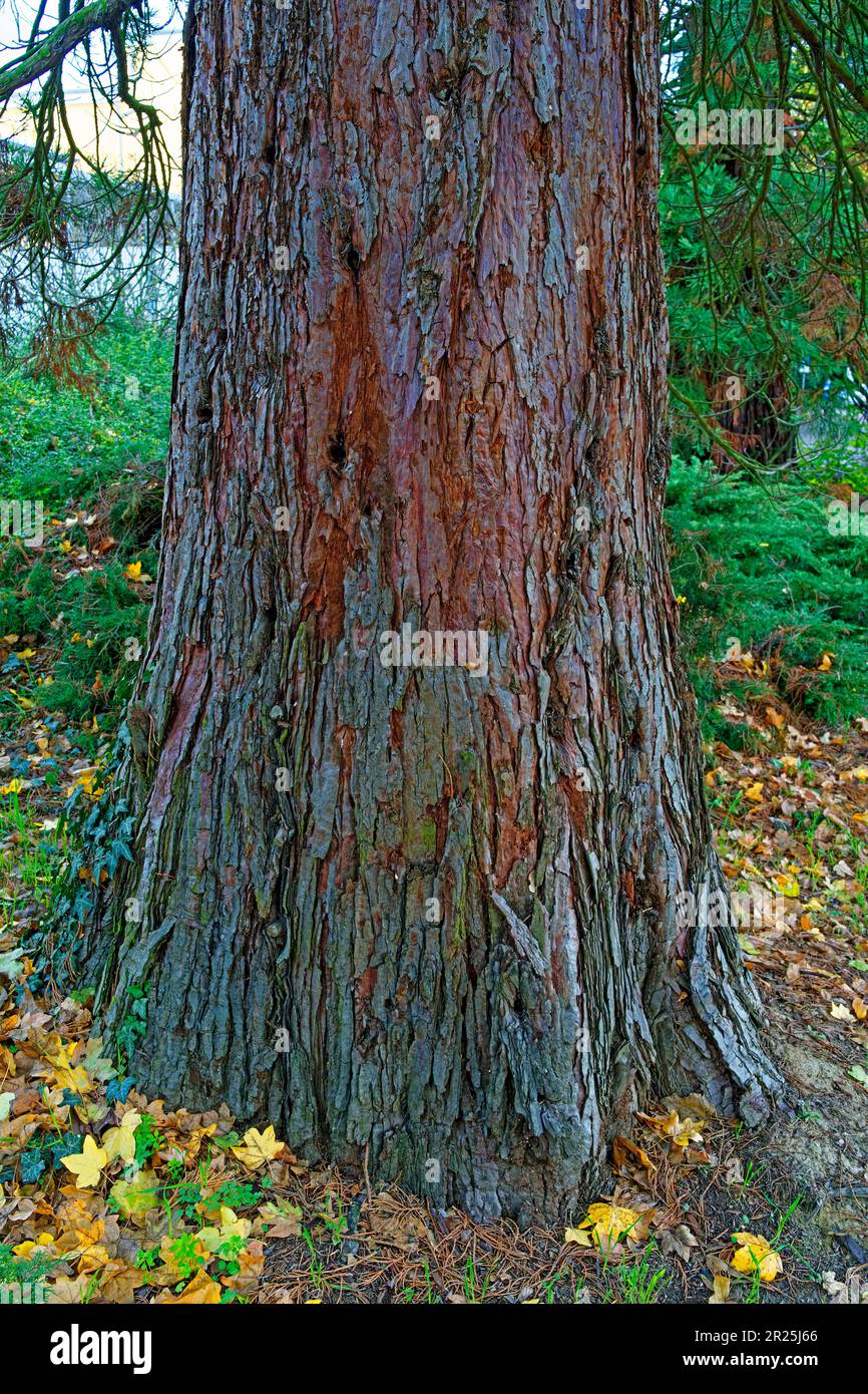 Baumstamm detail hi-res stock photography and images - Alamy