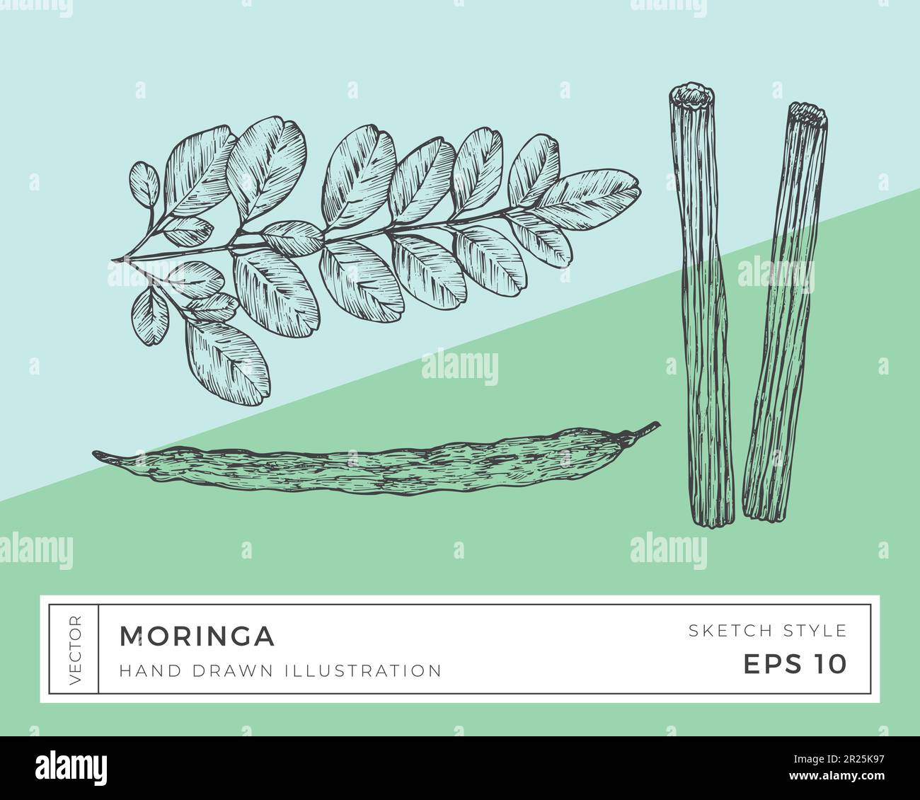 Hand Drawn Vector Moringa Oleifera Plant Illustration. Vegan Based Superfood Herbs Food Drawing ...