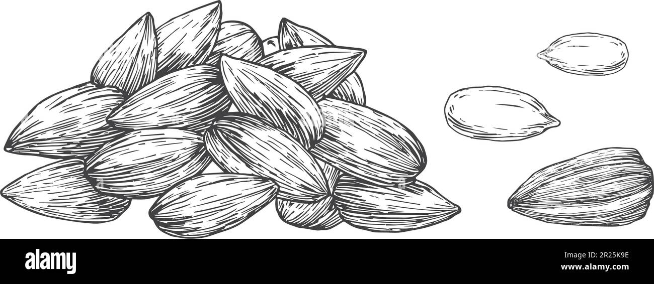Sunflower Seeds Pile. Hand Drawn Sketch Seeds Vector Illustration ...