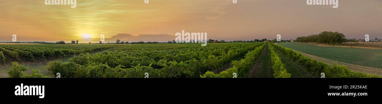 Vineyards in Italy, Aerial view of scenic vineyards in Italy at sunset ...