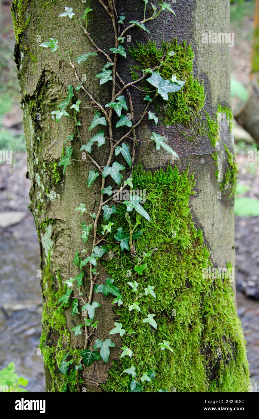 Ivy hedera helix on rock hi-res stock photography and images - Alamy