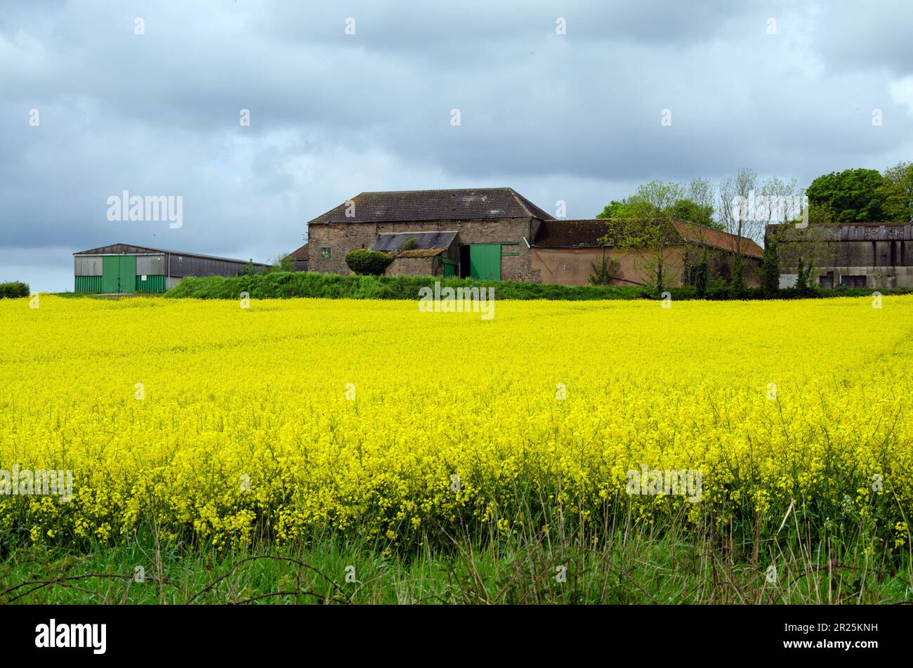 Rapeseed field on a spring day with farm barns in background Stock ...