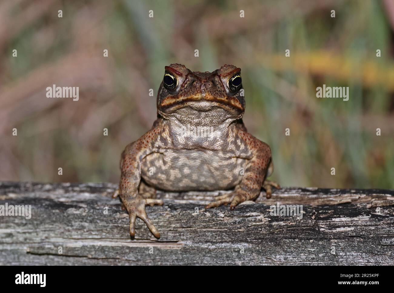Cane Toad (Bufo marinus) adult on fallen log at night south-east ...
