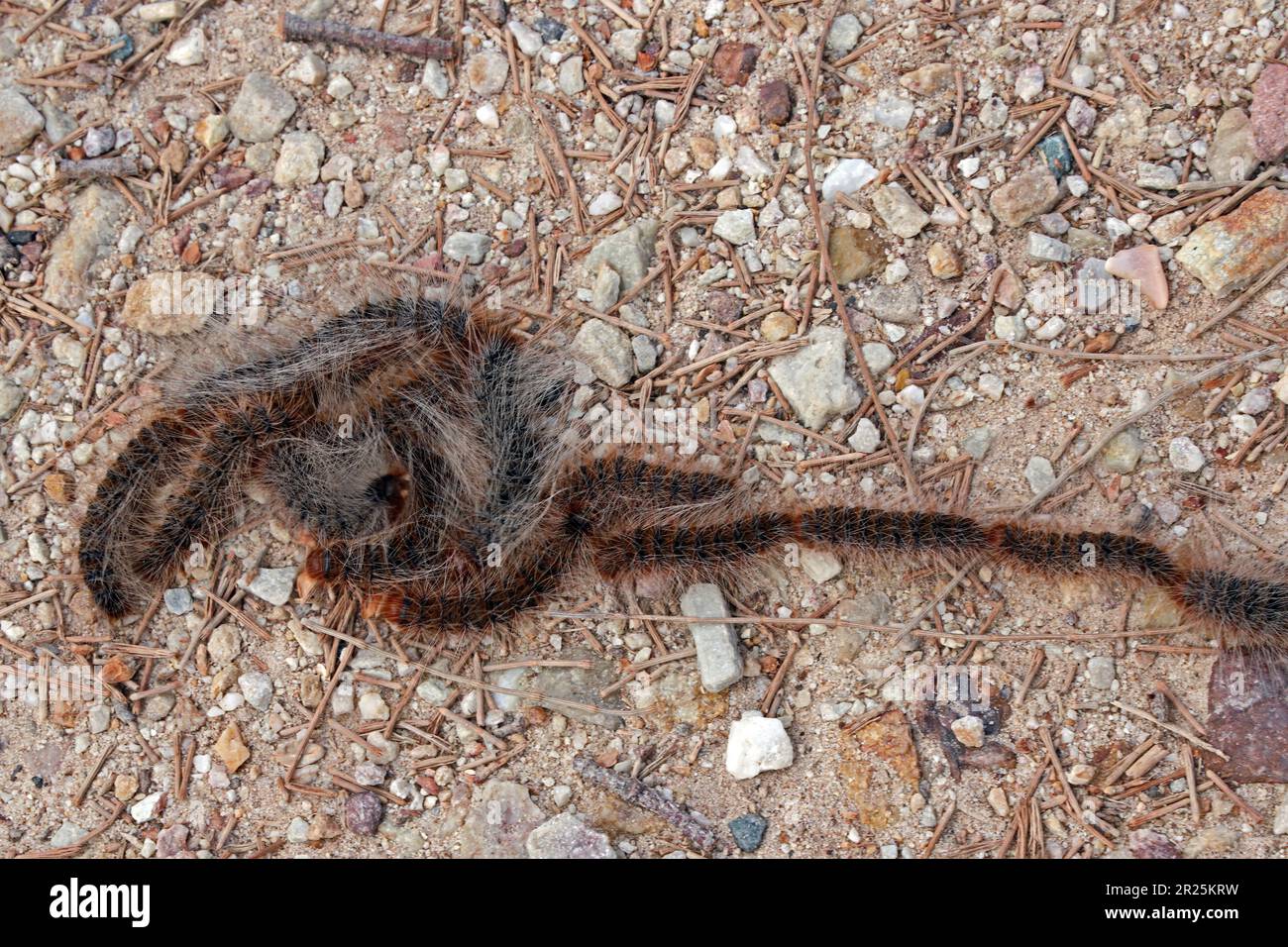 processionary moth caterpillars crossing gravel track North Stradbroke ...