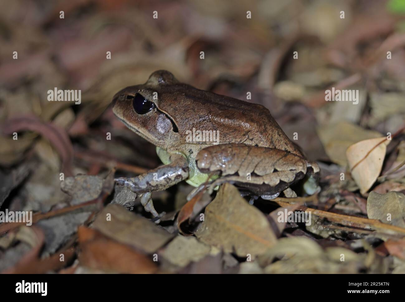 Great Barred Frog (Mixophyes fasciolatus) adult on forest floor at ...