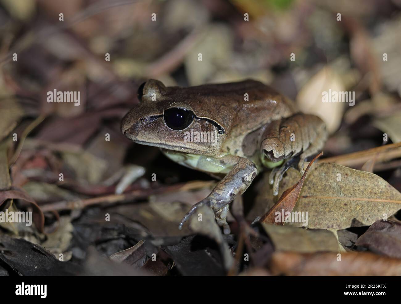 Great Barred Frog (Mixophyes fasciolatus) adult on forest floor at ...