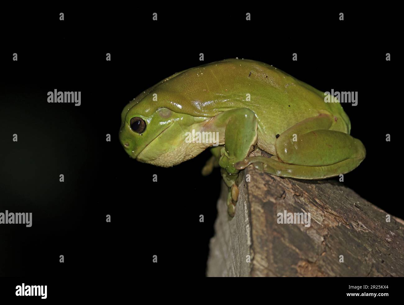 Green Tree Frog (Litoria caerulea) adult on tree at night south-east ...