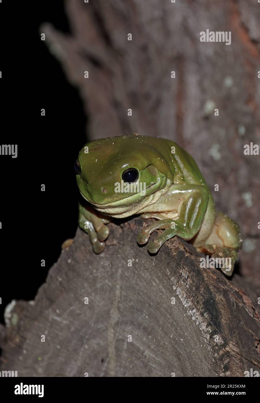 Green Tree Frog (Litoria caerulea) adult on tree at night south-east ...