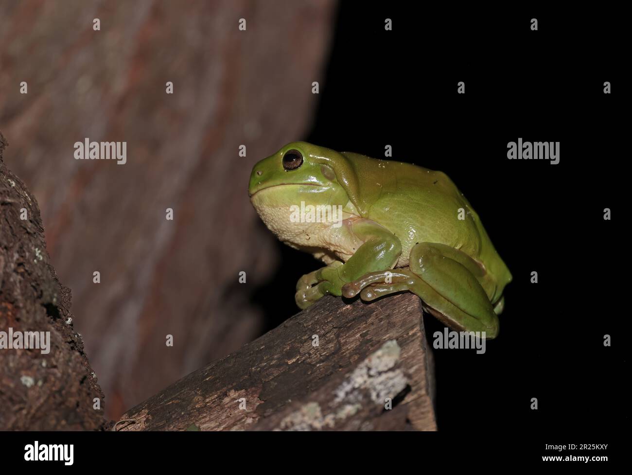 Green Tree Frog (Litoria caerulea) adult on tree at night south-east ...