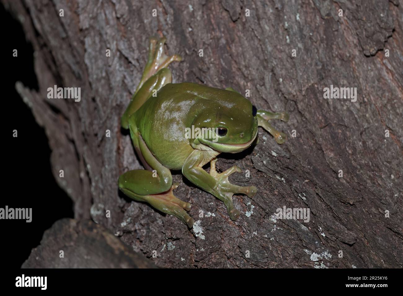 Green Tree Frog (Litoria caerulea) adult on tree at night south-east ...
