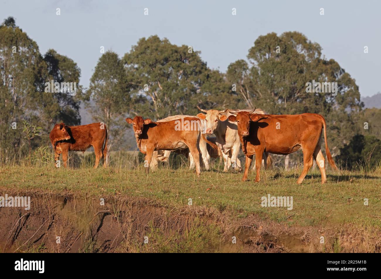 Grazing cattle australia hi-res stock photography and images - Alamy