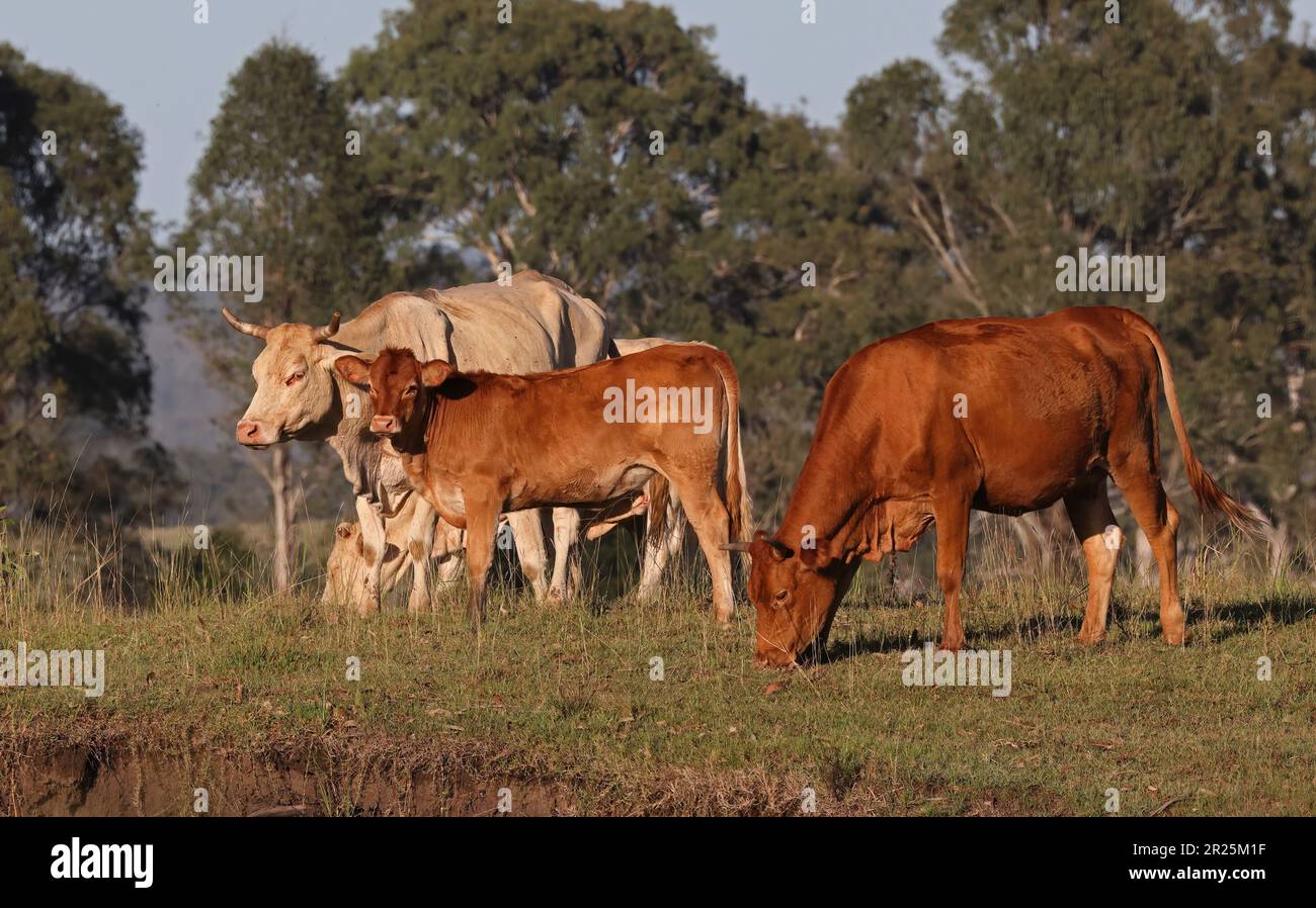 cattle grazing on riverbank south-east Queensland, Australia. March ...