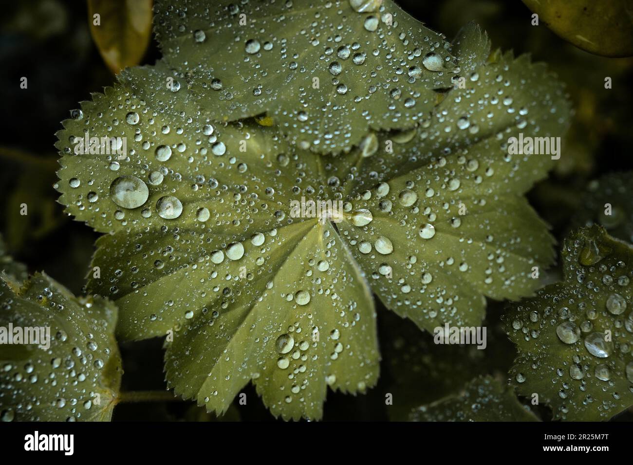 Nahaufnahme wassertropfen blatt hi-res stock photography and images - Alamy