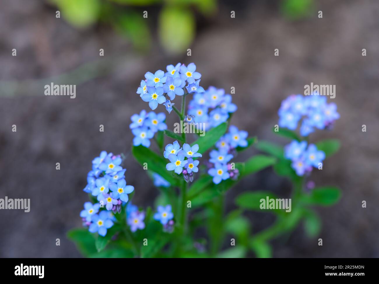 A Blue forget-me-not plant flowering in nature Stock Photo - Alamy