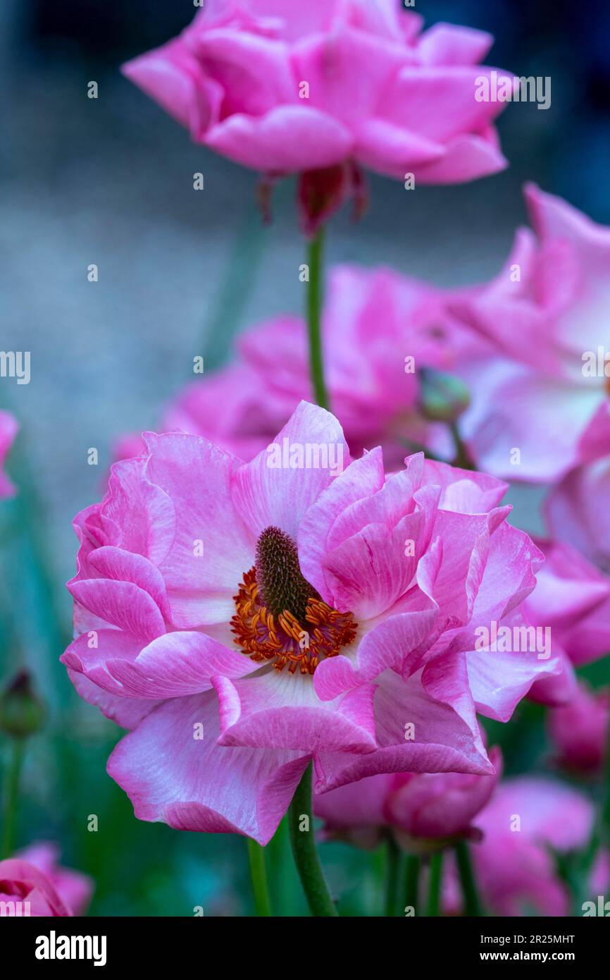Remove spent flowers hi-res stock photography and images - Alamy